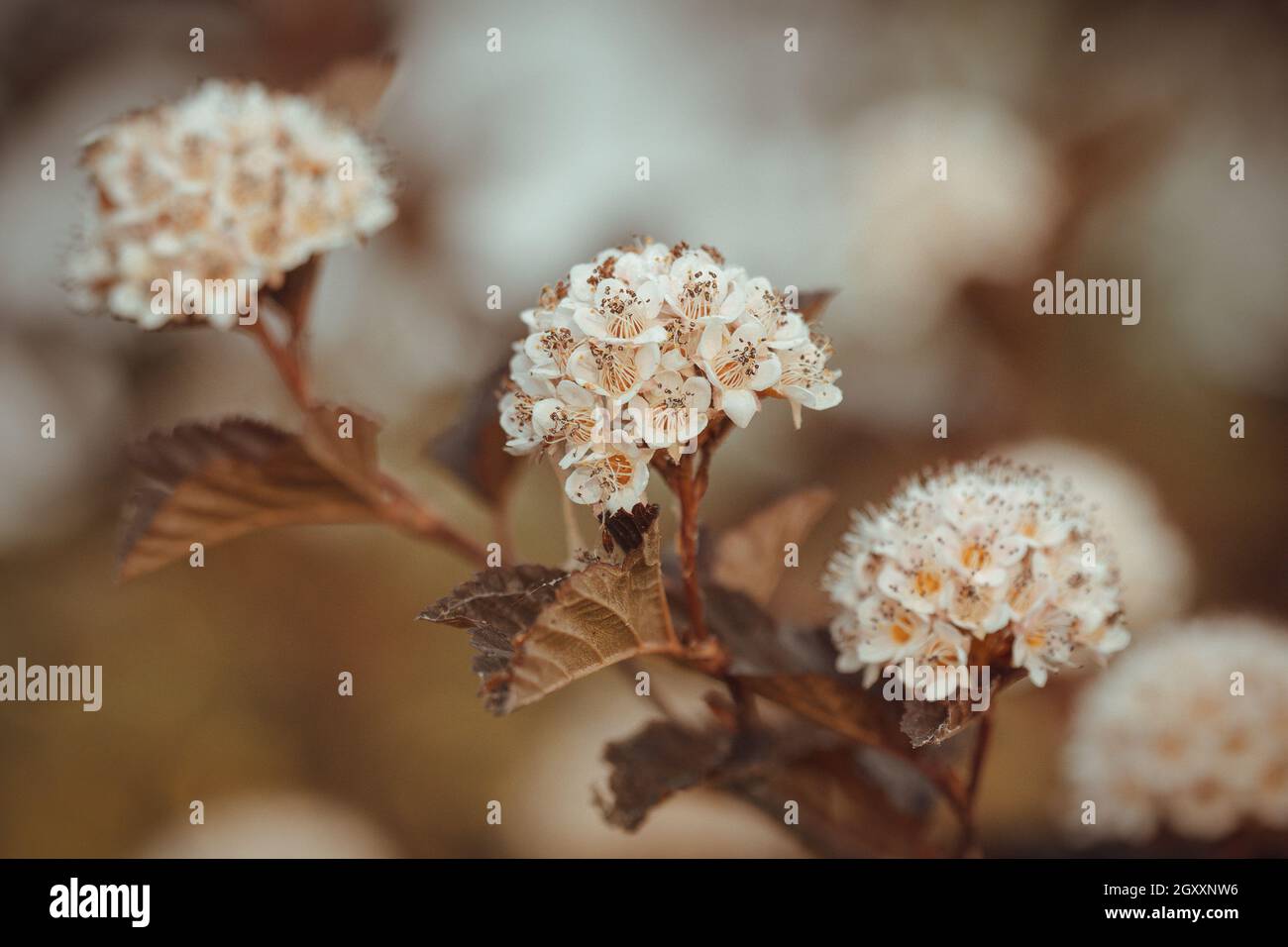 Physocarpus opulifolius red baron shrub with tiny flowers Stock Photo ...