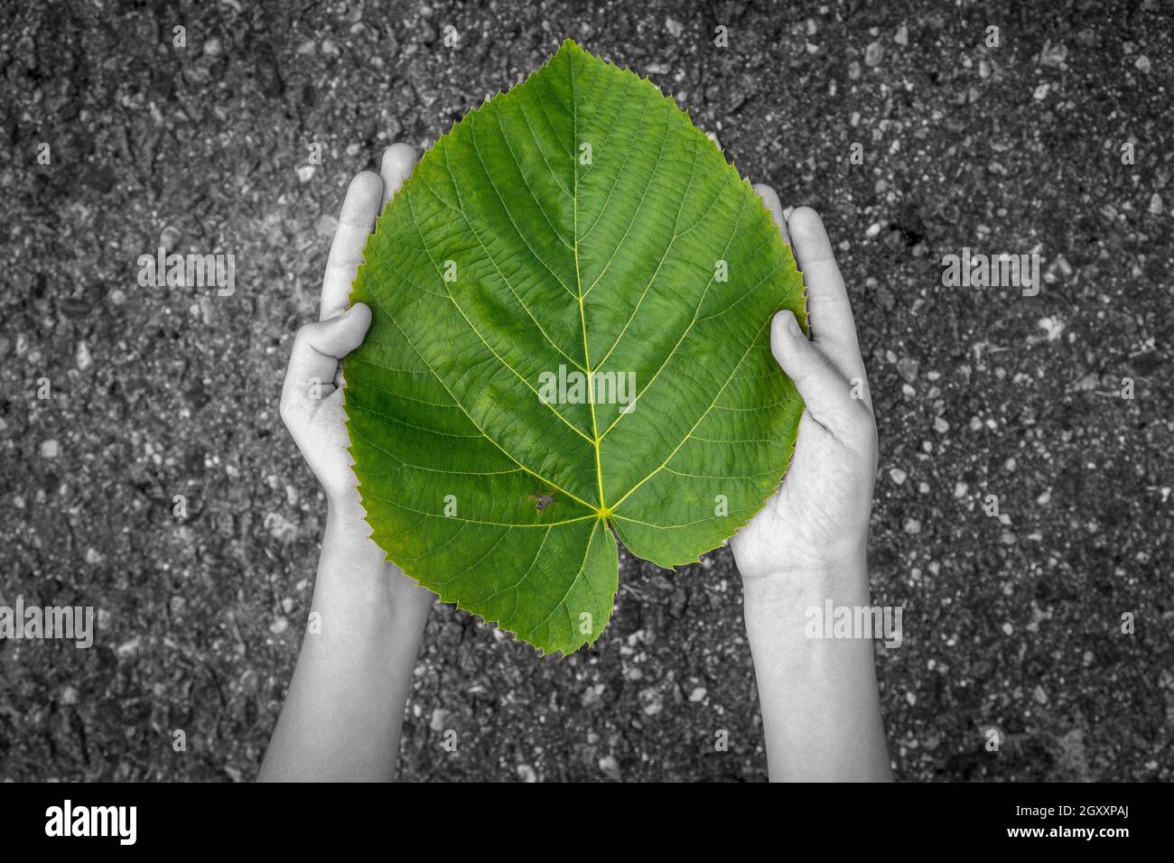 Green leaf in child hands. Concept eco earth day Stock Photo - Alamy