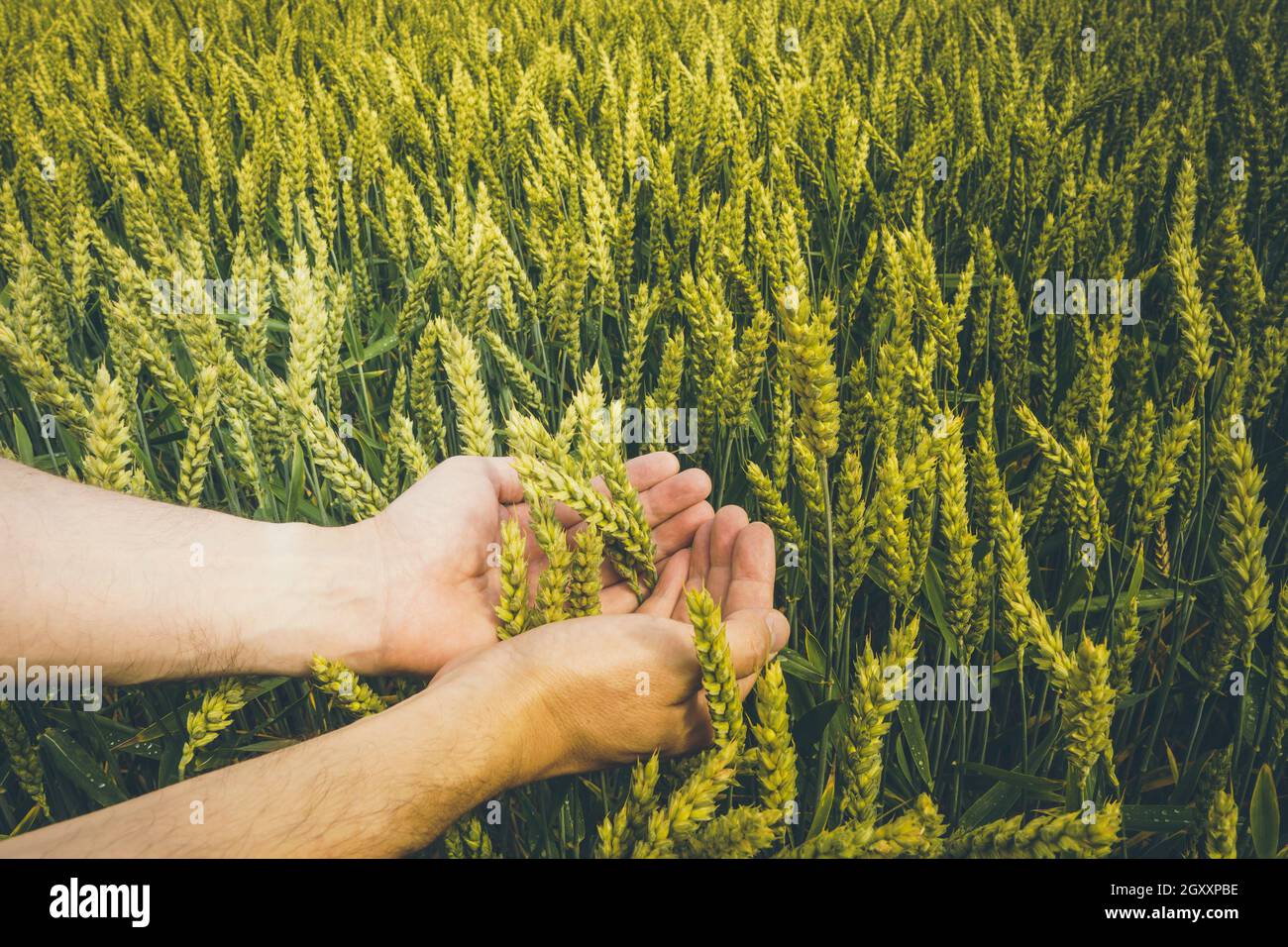 Hands of a farmer touching ripening wheat ears in early summer Stock ...