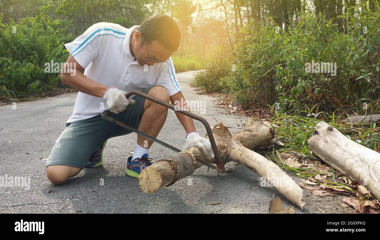 A man cuts a dry branch with a hand saw in the forest Stock Photo - Alamy