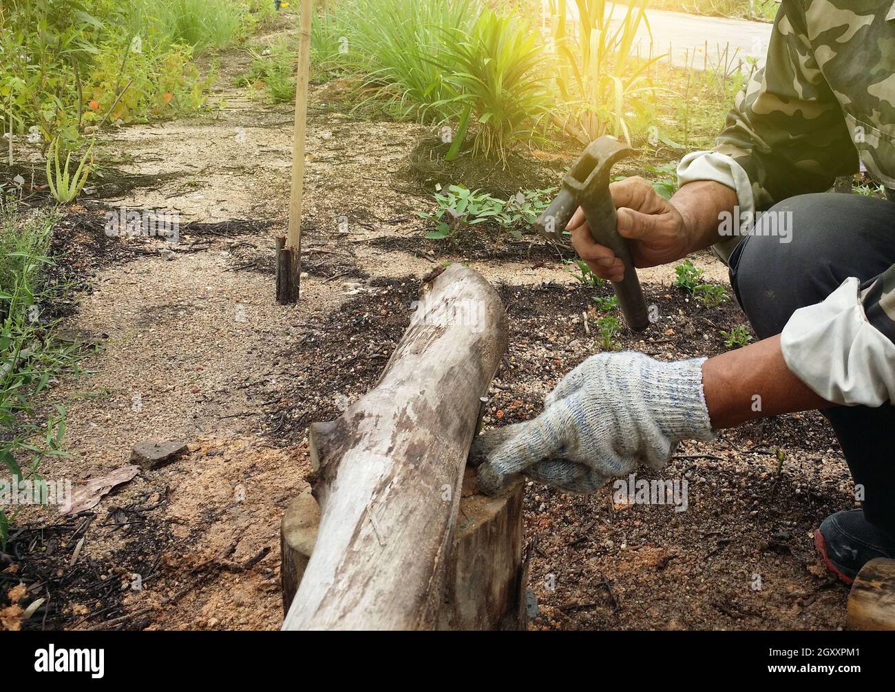 A man hammer a tree with a hammer and nail for making a chair at garden ...
