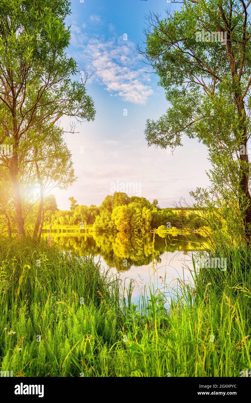 Morning sun on calm pond in spring forest Stock Photo - Alamy