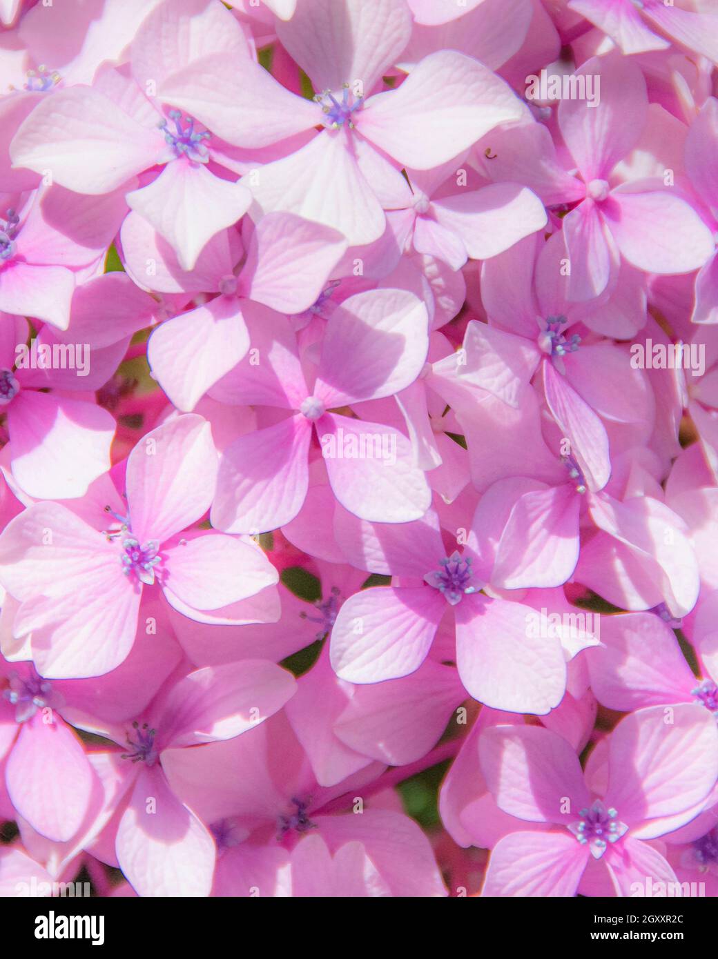 Lile flowers hi-res stock photography and images - Alamy