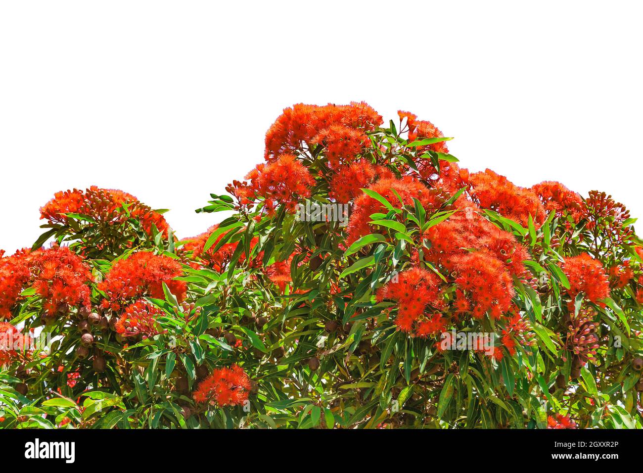 Low angle shot red flowers tree over white background Stock Photo - Alamy