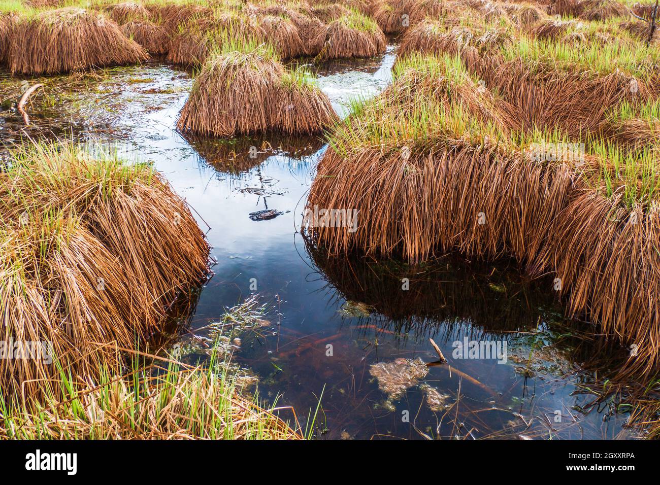 Fluffy Beautiful Grass Peat Bog at Blue Swamp Lake Water Stock Photo ...