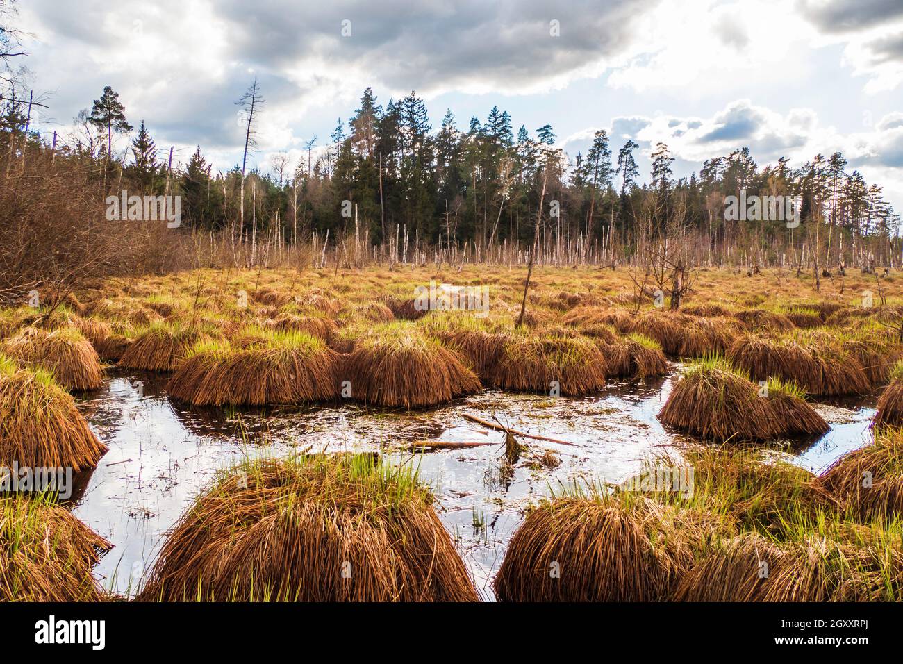 Small Bog Marsh Swamp Wetland And Green Forest Landscape Stock Photo ...