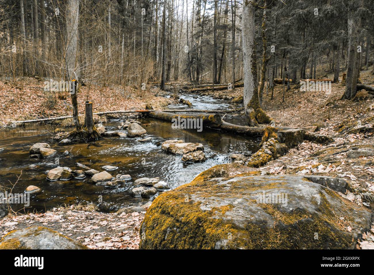 National Park Forest with Fallen Tree Over a Clear River Stock Photo ...