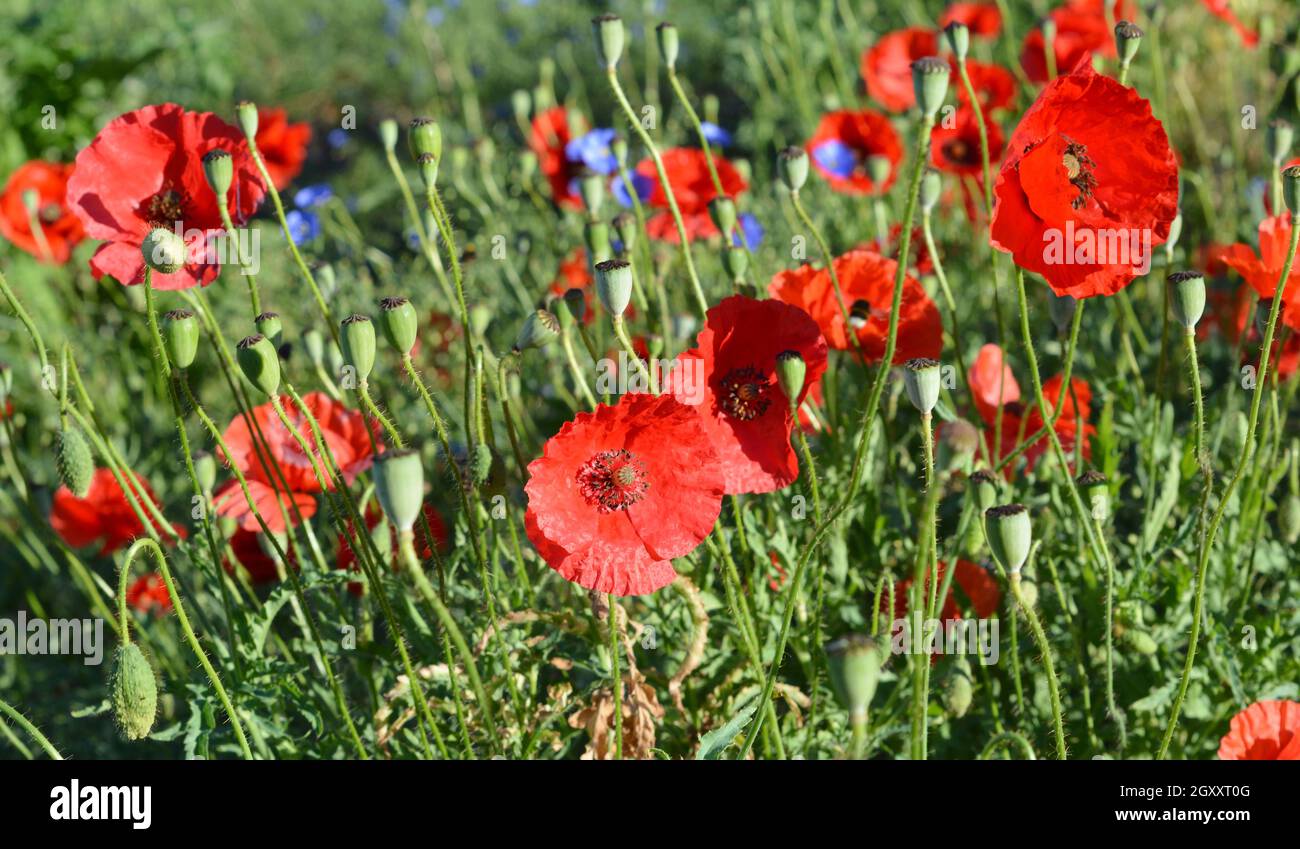 Red poppies field panorama Stock Photo - Alamy