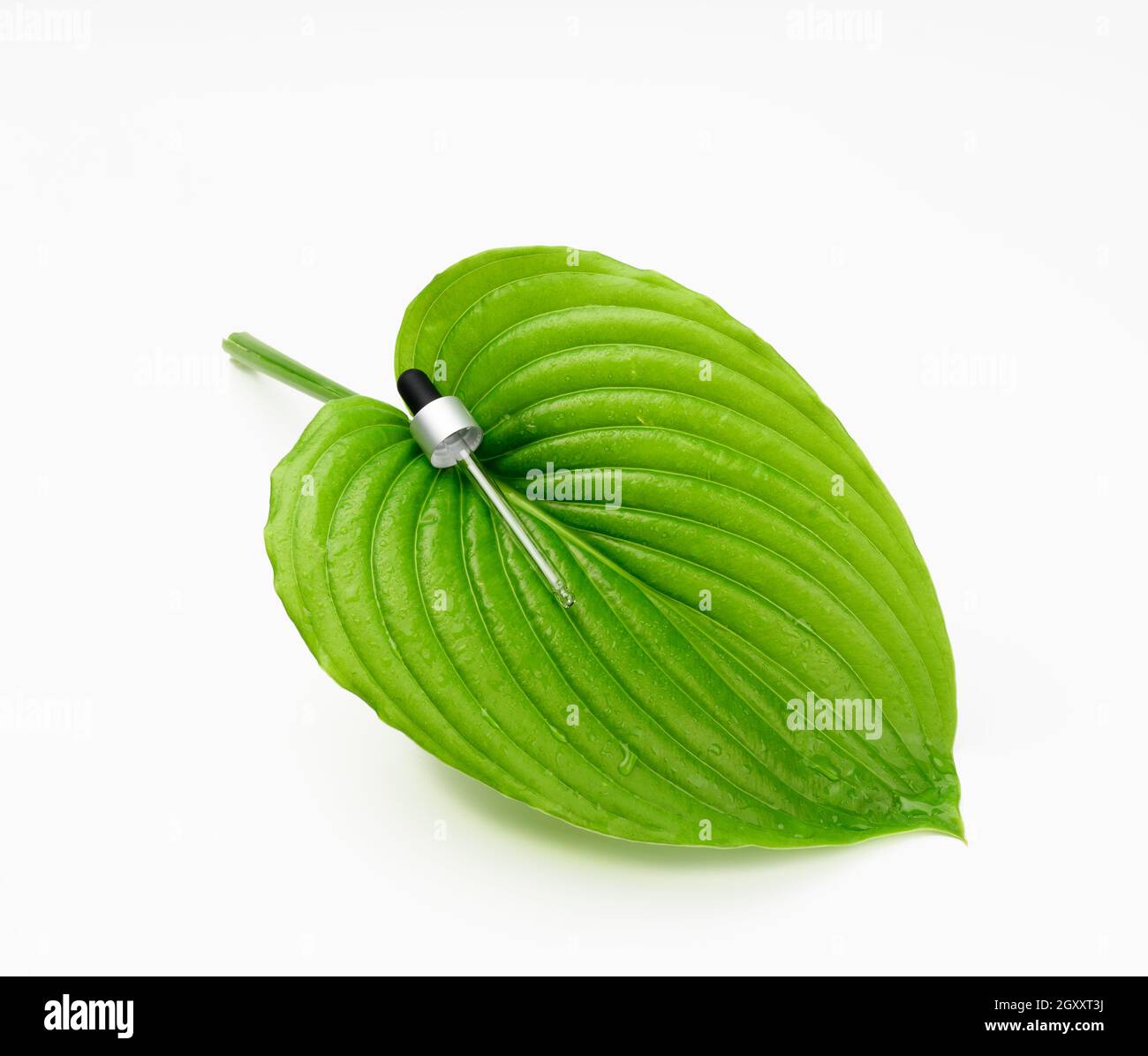 glass pipette lies on a green leaf, white background. Natural cosmetic ...