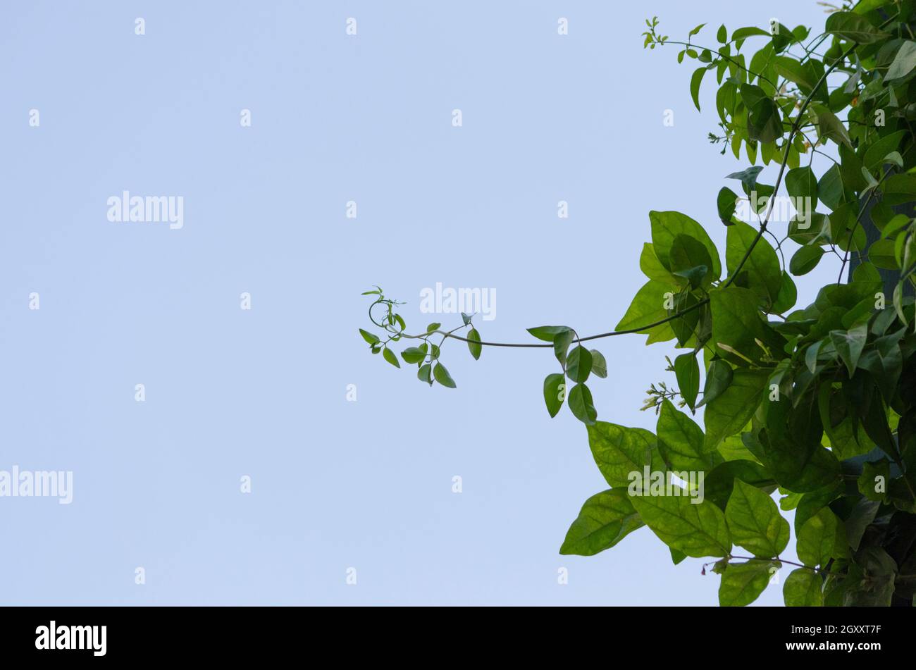 Sticks abstract background wallpaper Stock Photo - Alamy