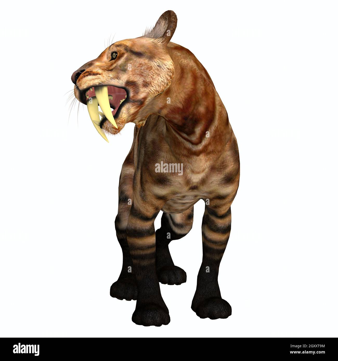 The Saber-tooth Tiger was a carnivorous cat that lived in North America ...