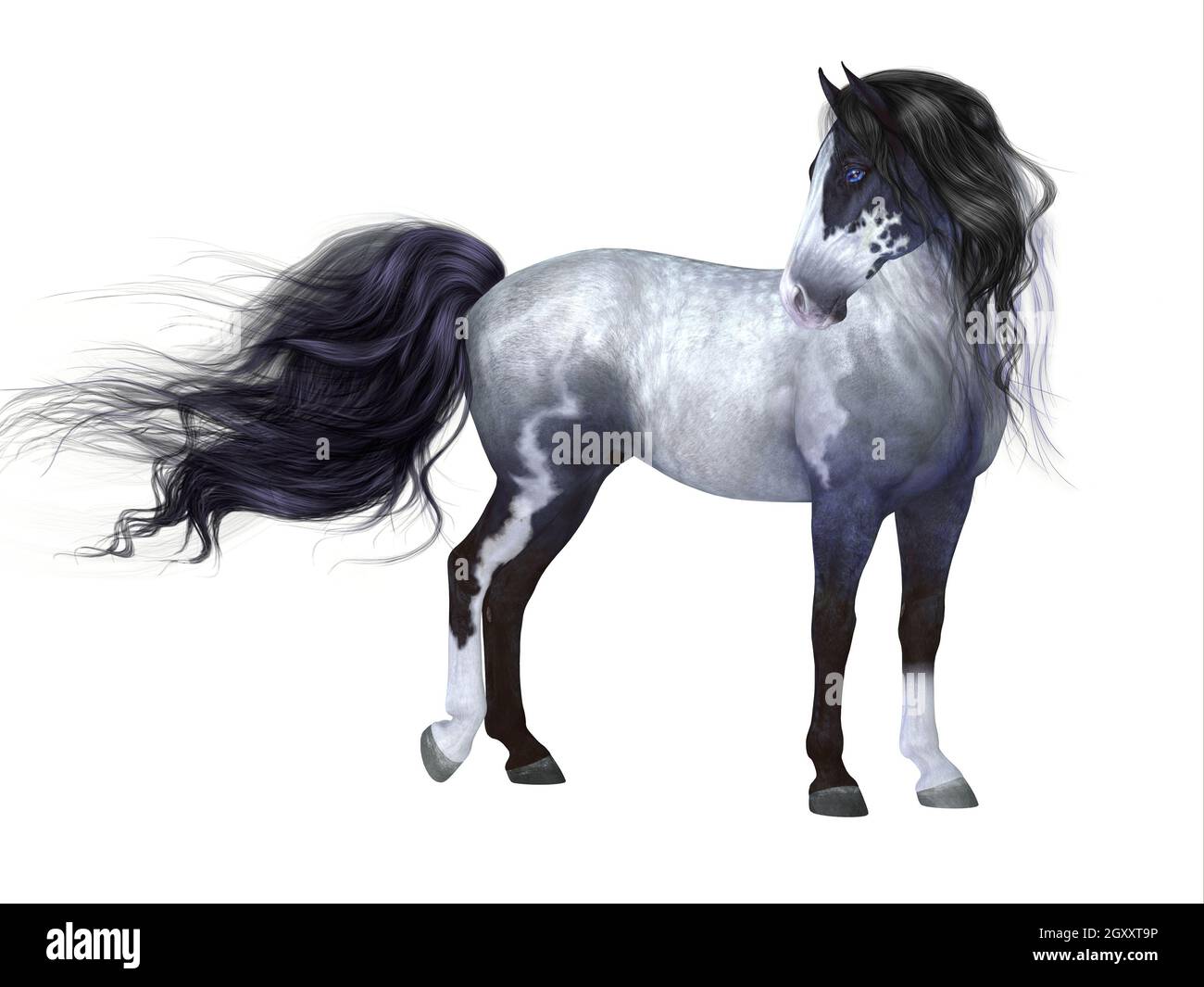 The Blue Roan is a coat color of many different breeds of horses and is ...