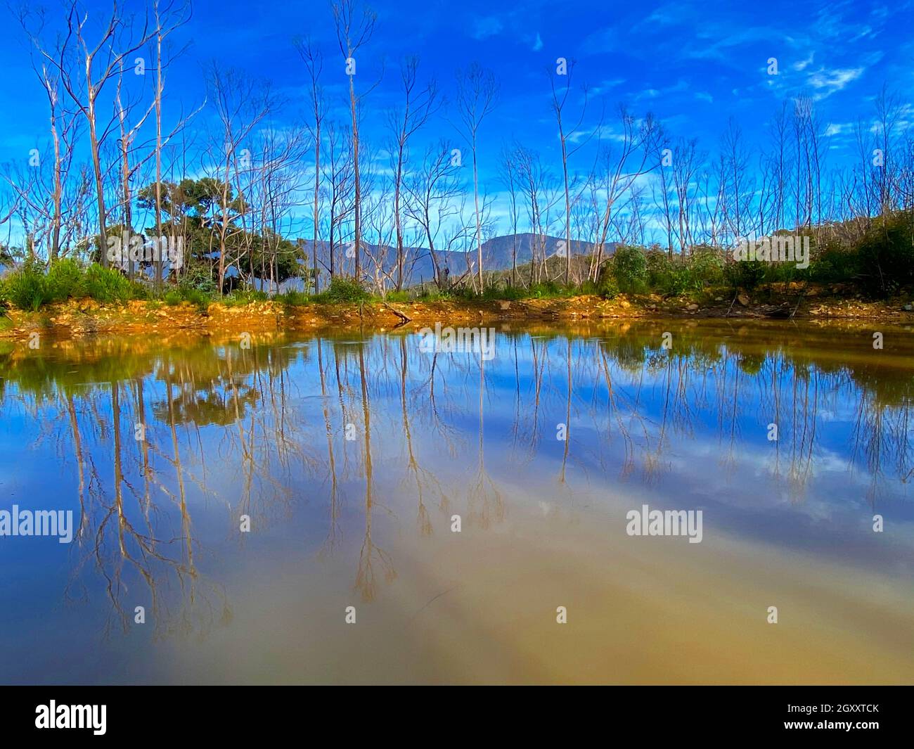 A creek surrounded by fire-affected trees Stock Photo - Alamy