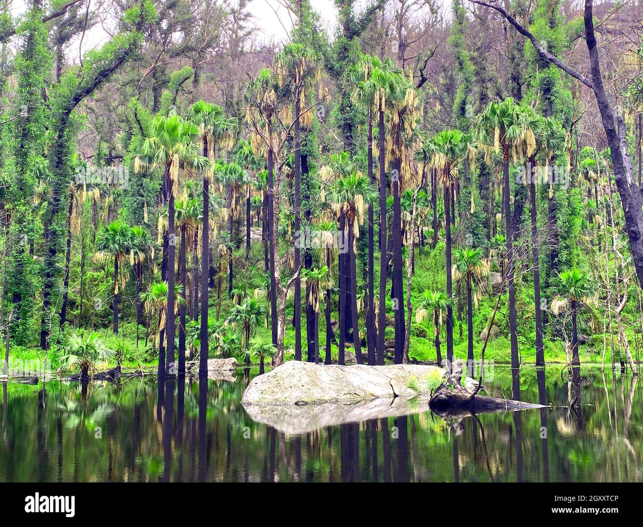 A natural oasis in the middle of Australia's dry bushland Stock Photo ...
