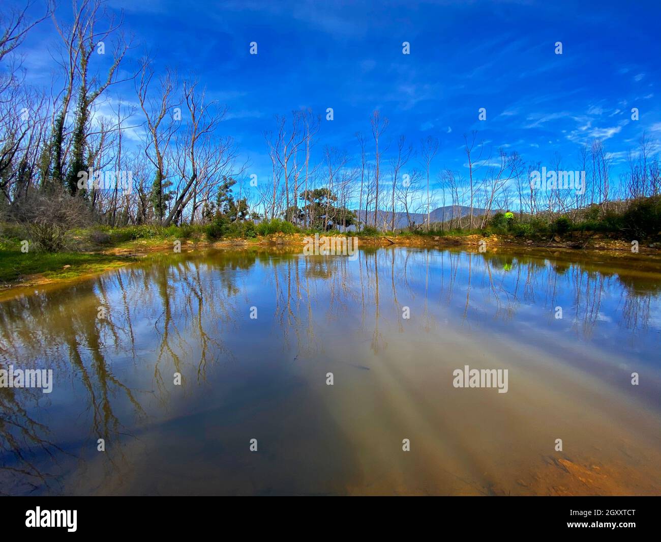 A creek surrounded by fire-affected trees Stock Photo - Alamy