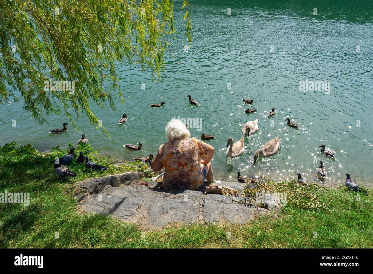 Old lady feeding birds in park hi-res stock photography and images - Alamy Old lady feeding birds in park hi-res stock photography and images - Alamy