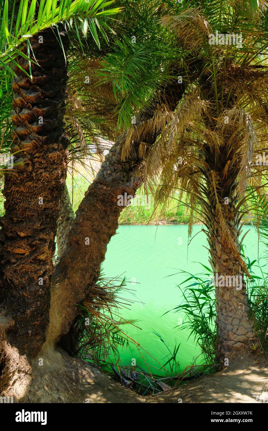 Palm tree forest of Cretan date palm Phoenix theophrastii and ...
