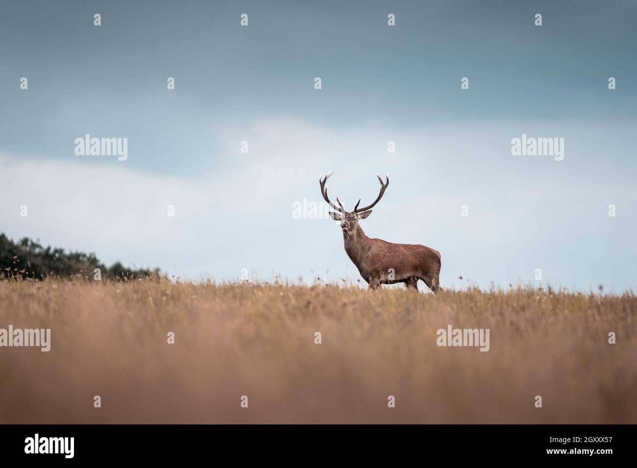 Wild red deer (cervus elaphus) during rut in wild autumn nature, in rut ...