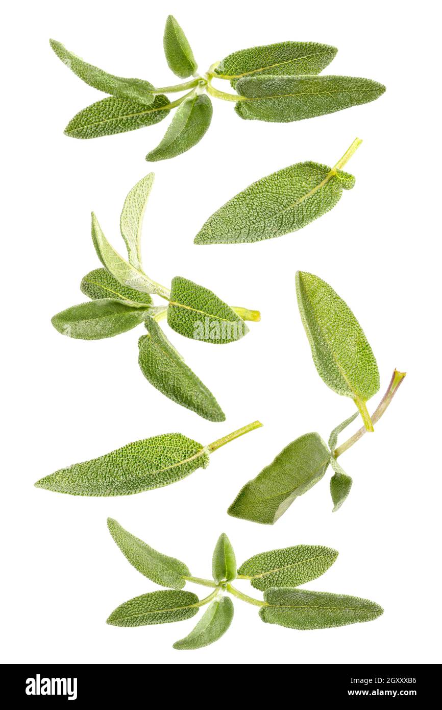 Isolated fly herbs. Leaves and twigs of sage falling down with clipping ...
