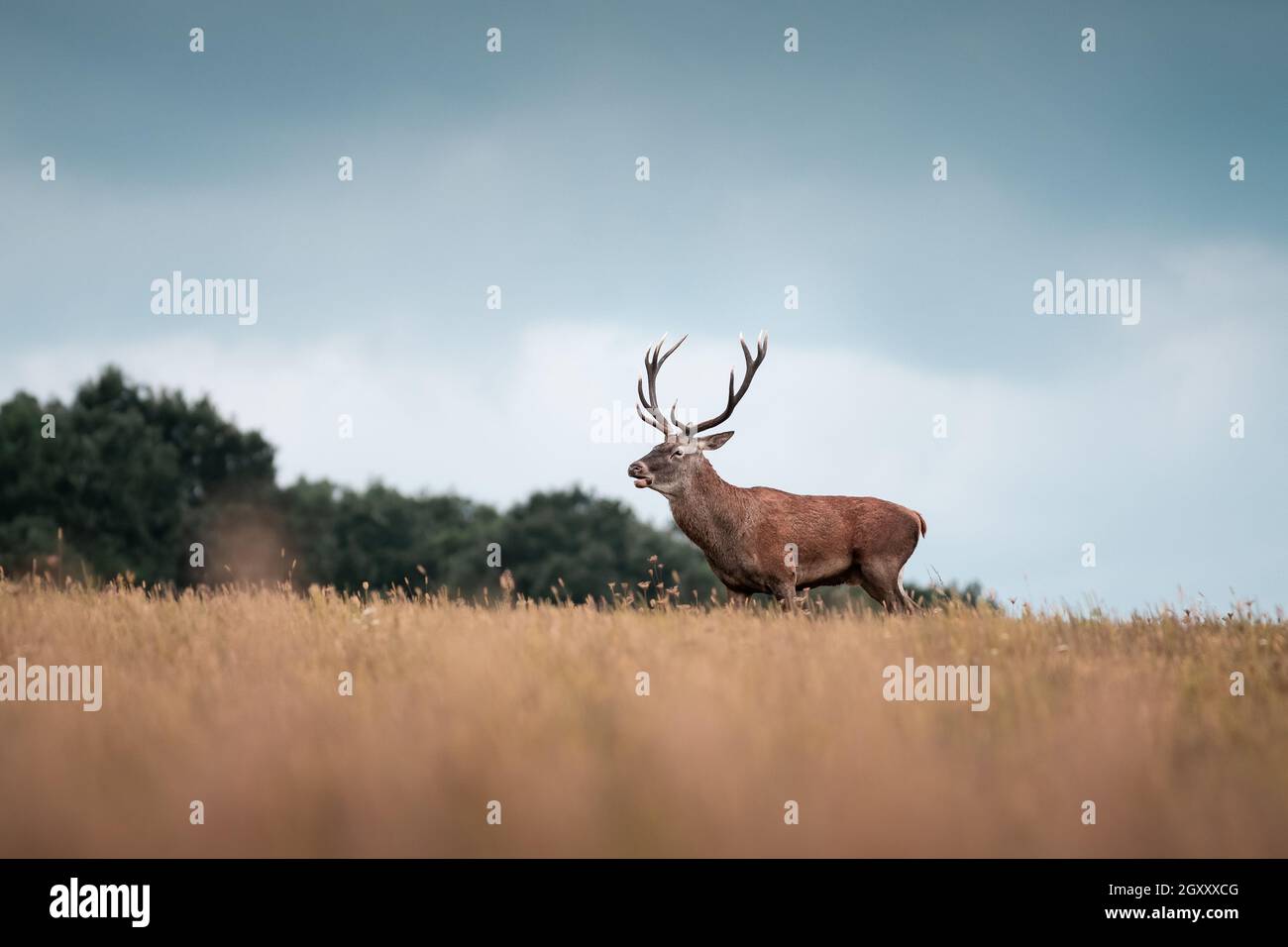 Red deer rut season slovakia hi-res stock photography and images - Alamy