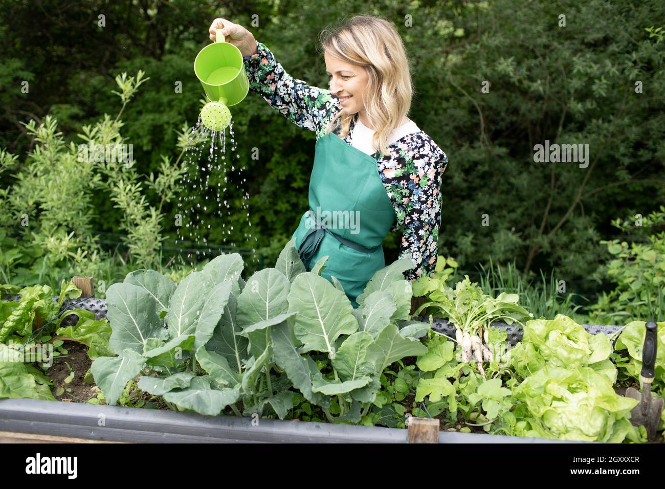 young blonde woman watering vegetables in garden with small green ...