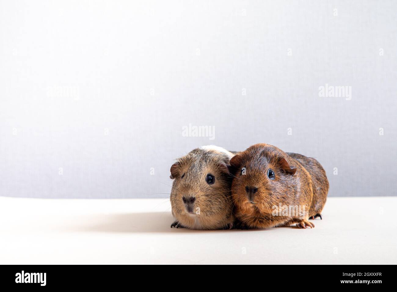 Beautiful guinea pig staring at camera and posing. Domestic guinea pig ...