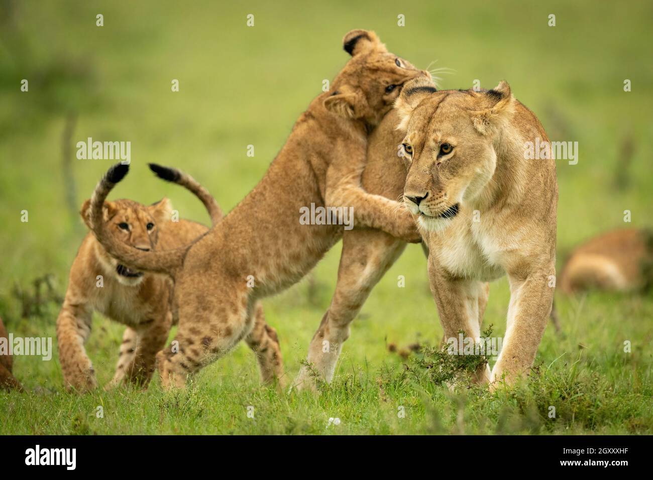 Cub leaning on lioness on hind legs Stock Photo - Alamy