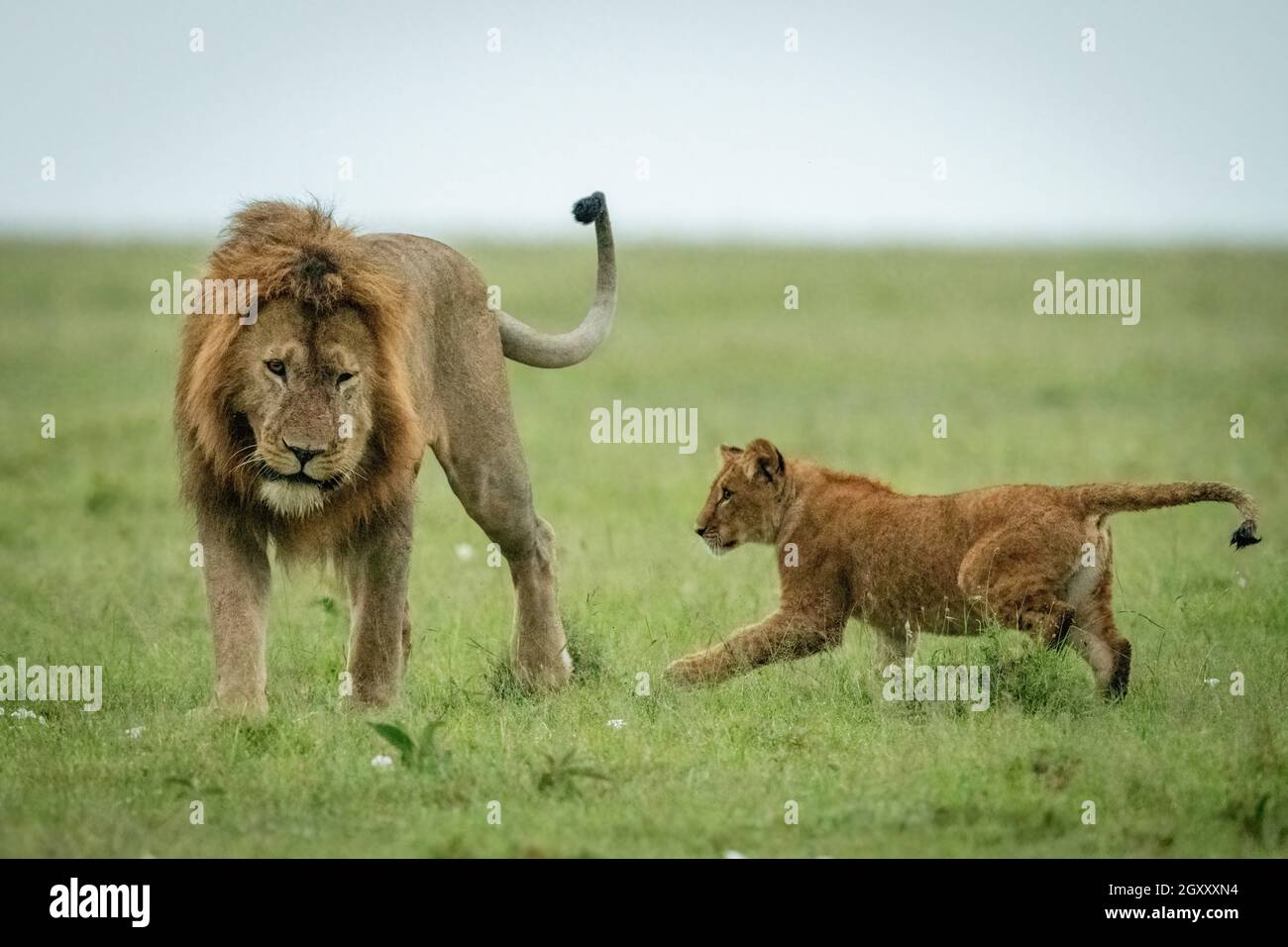 Lion cub running hi-res stock photography and images - Alamy
