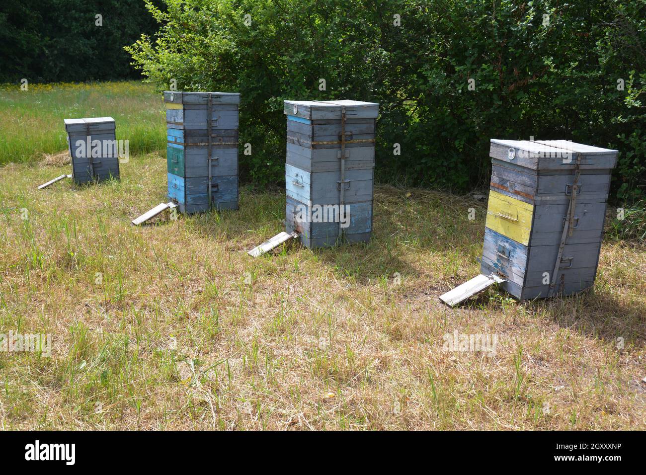 Many honey bees hi-res stock photography and images - Alamy