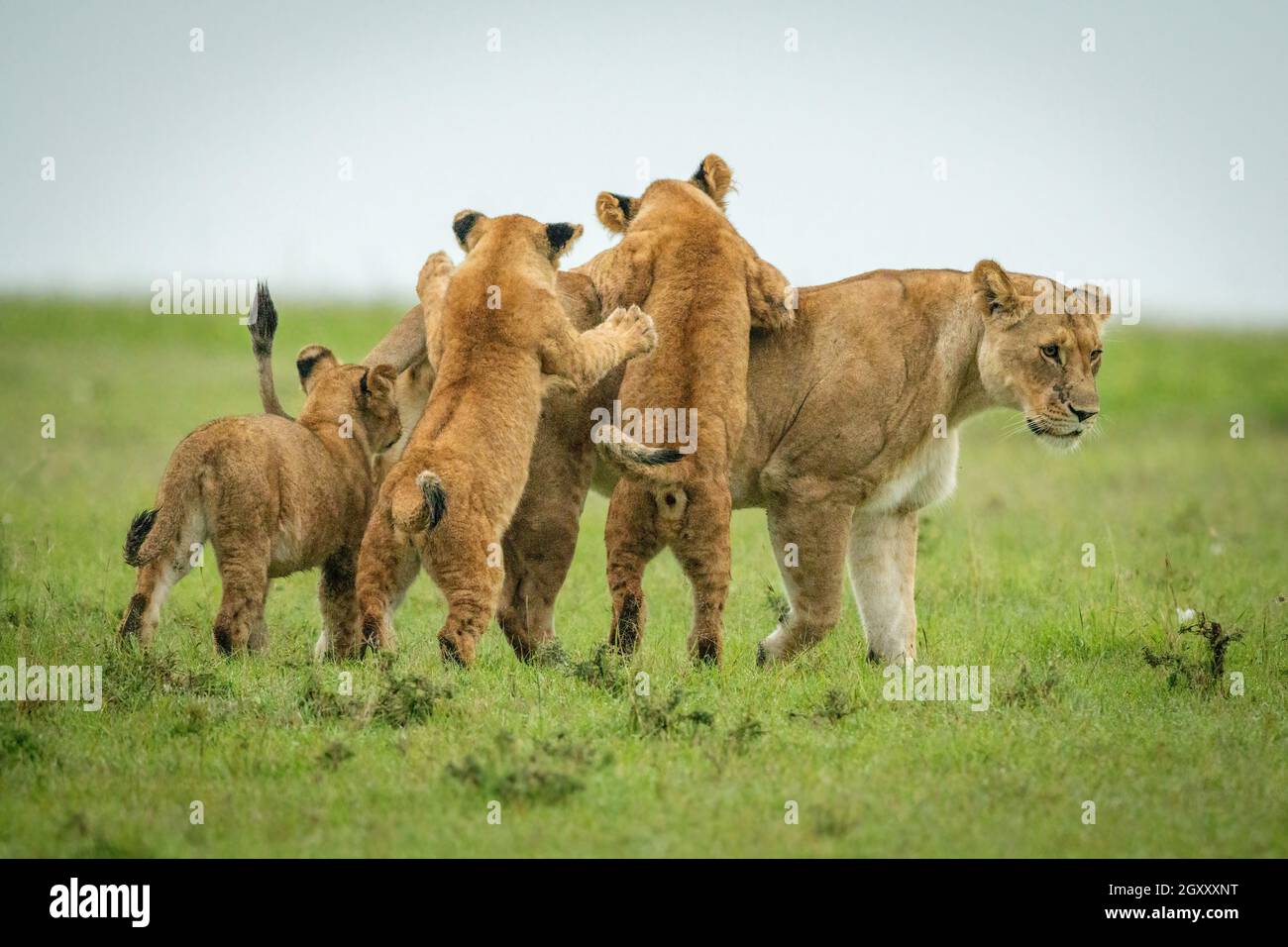 Lion walking across grassland hi-res stock photography and images - Alamy
