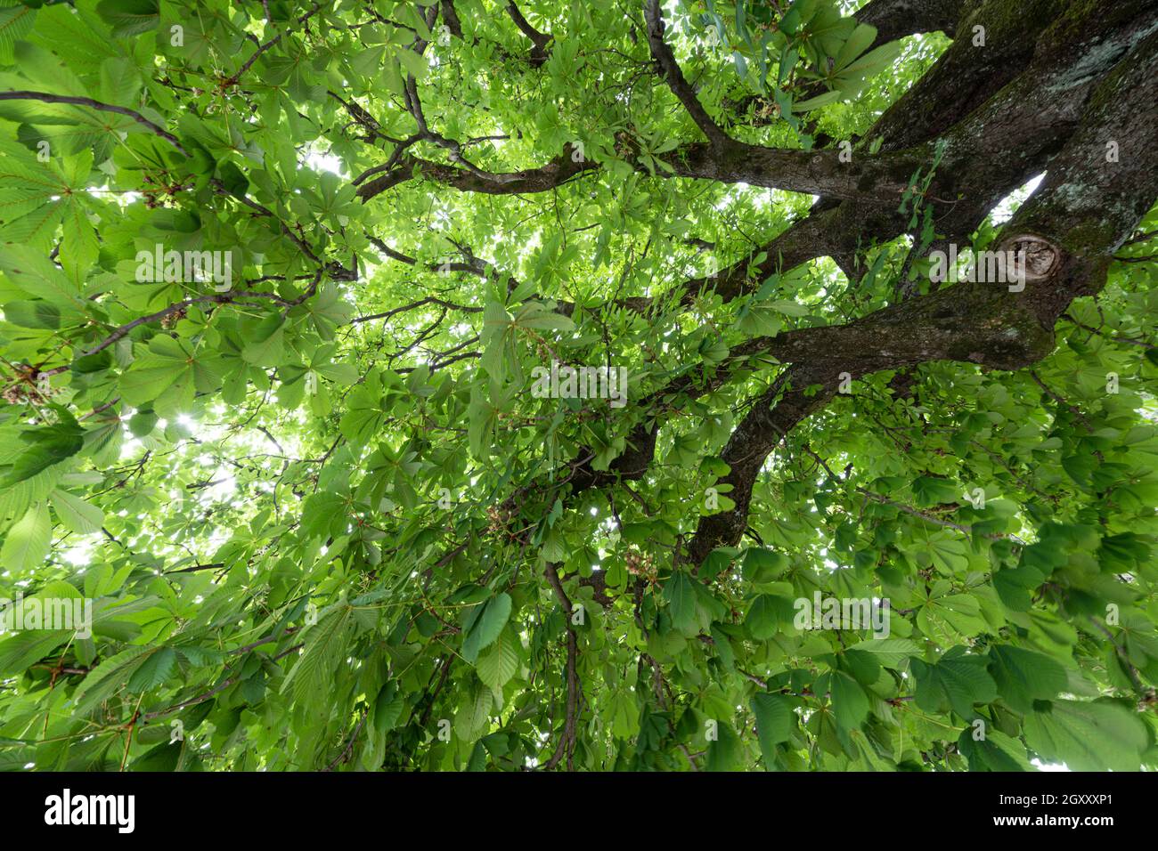 Walnut canopy hi-res stock photography and images - Alamy