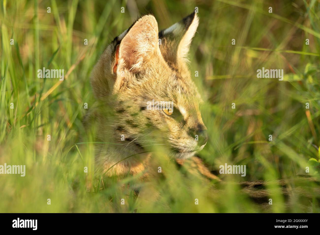 Serval in long grass hi-res stock photography and images - Alamy