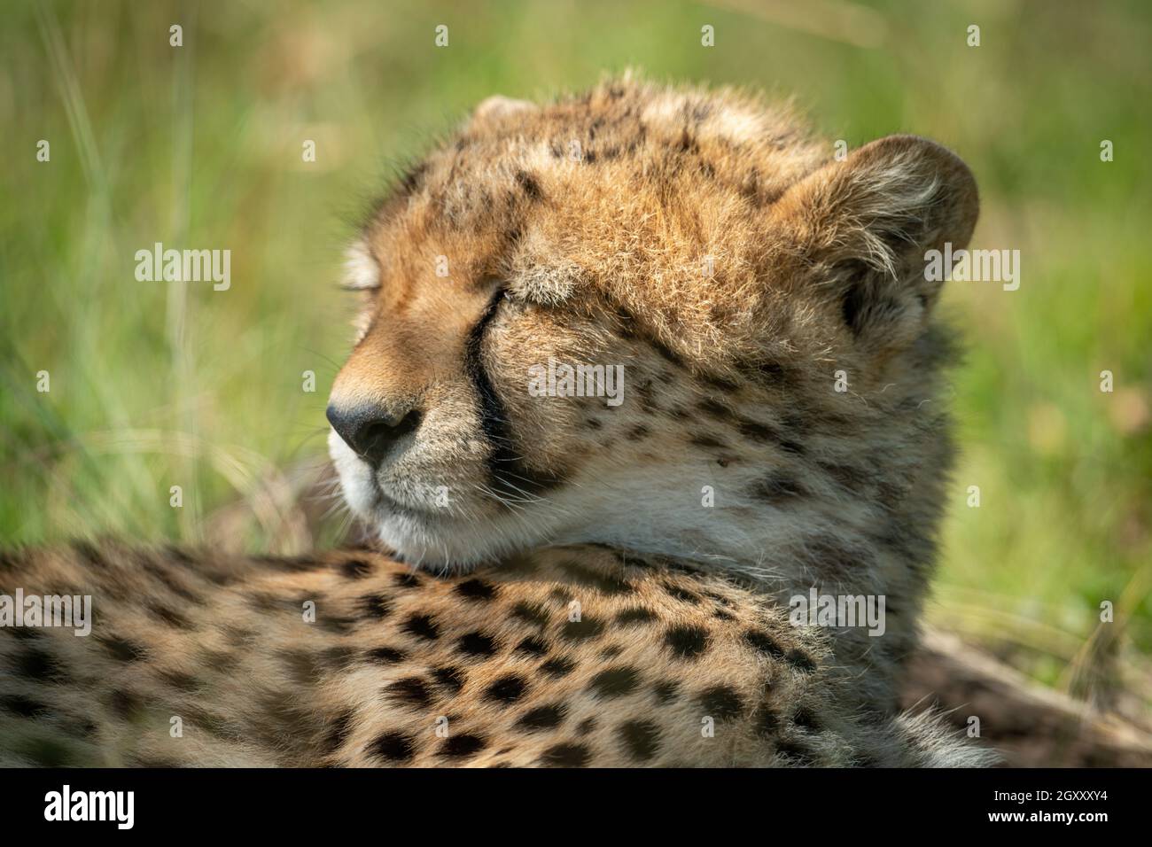 Sleepy cheetah hi-res stock photography and images - Alamy
