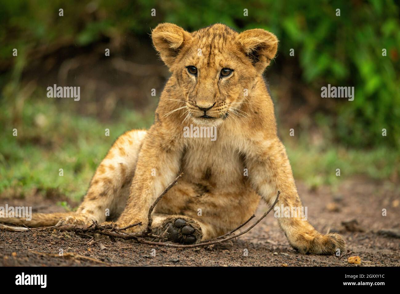 Lion cub sitting hi-res stock photography and images - Alamy