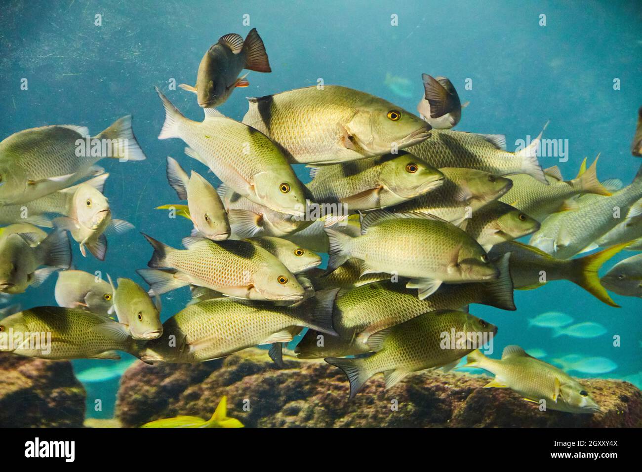 Group of green and yellow fish swimming in water Stock Photo - Alamy