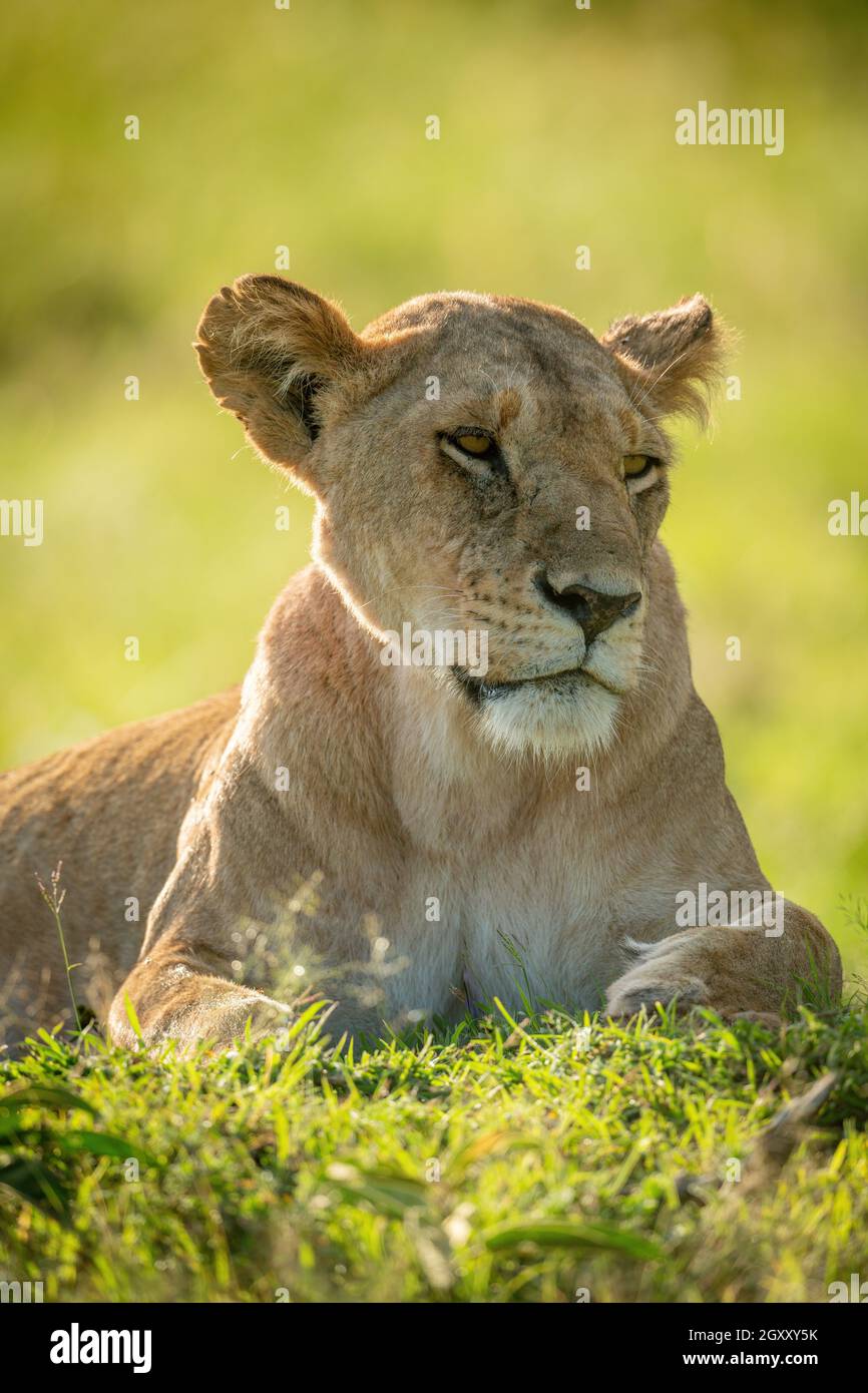 Portrait lioness lying in grass hi-res stock photography and images - Alamy