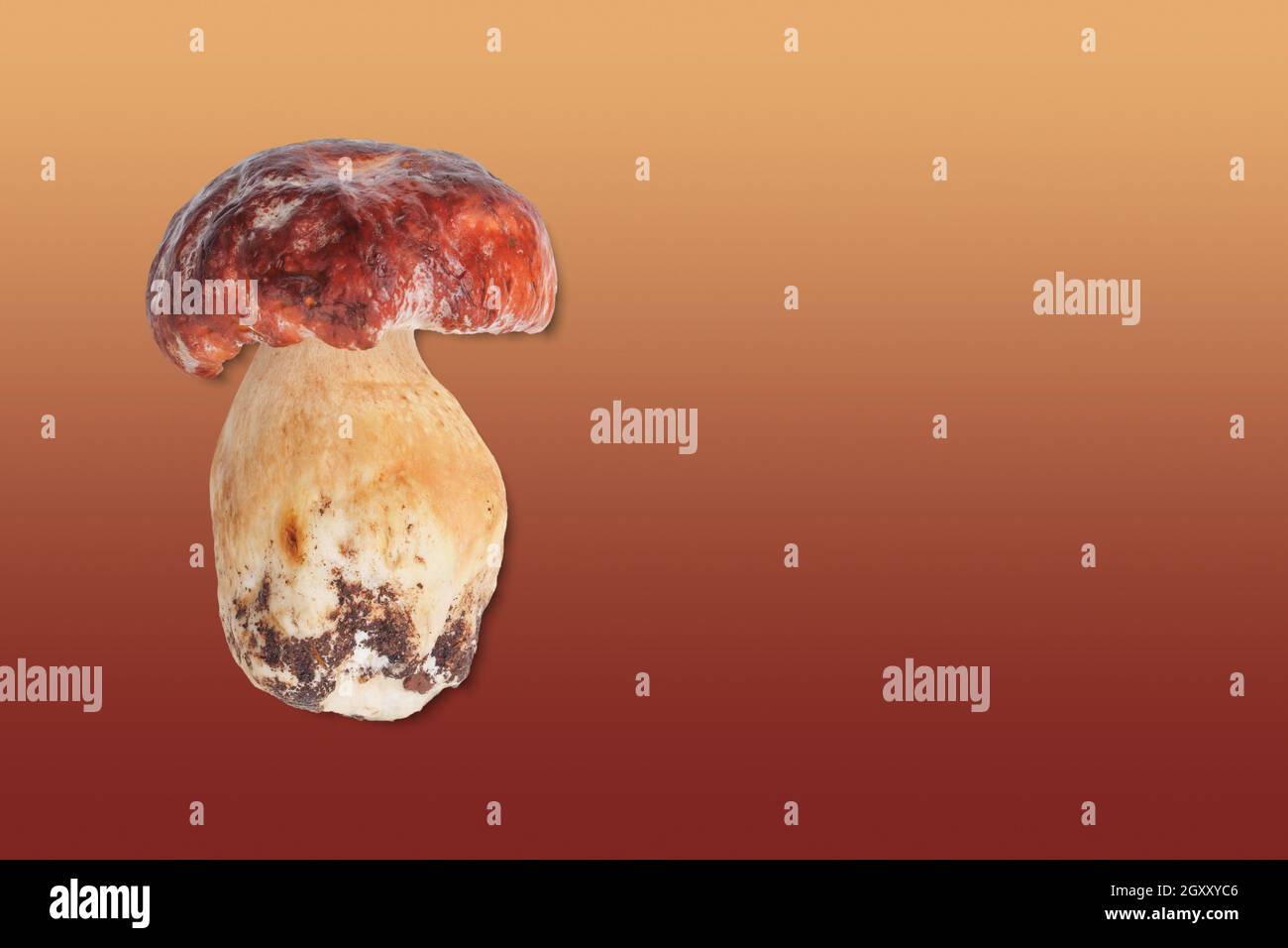 brown porcino mushroom over matching colour gradient background with ...