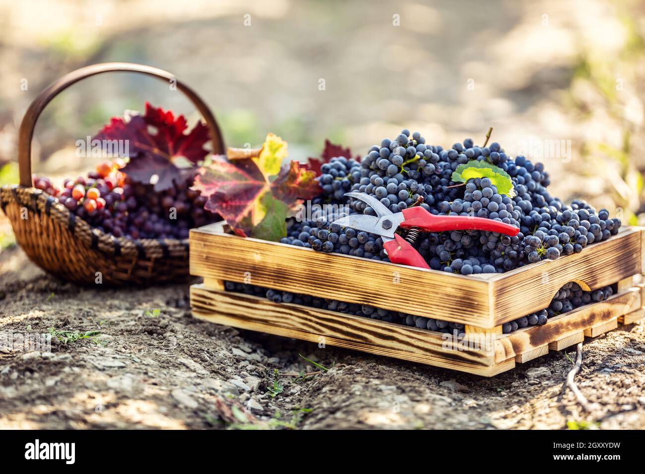 Grapes on ground hi-res stock photography and images - Alamy