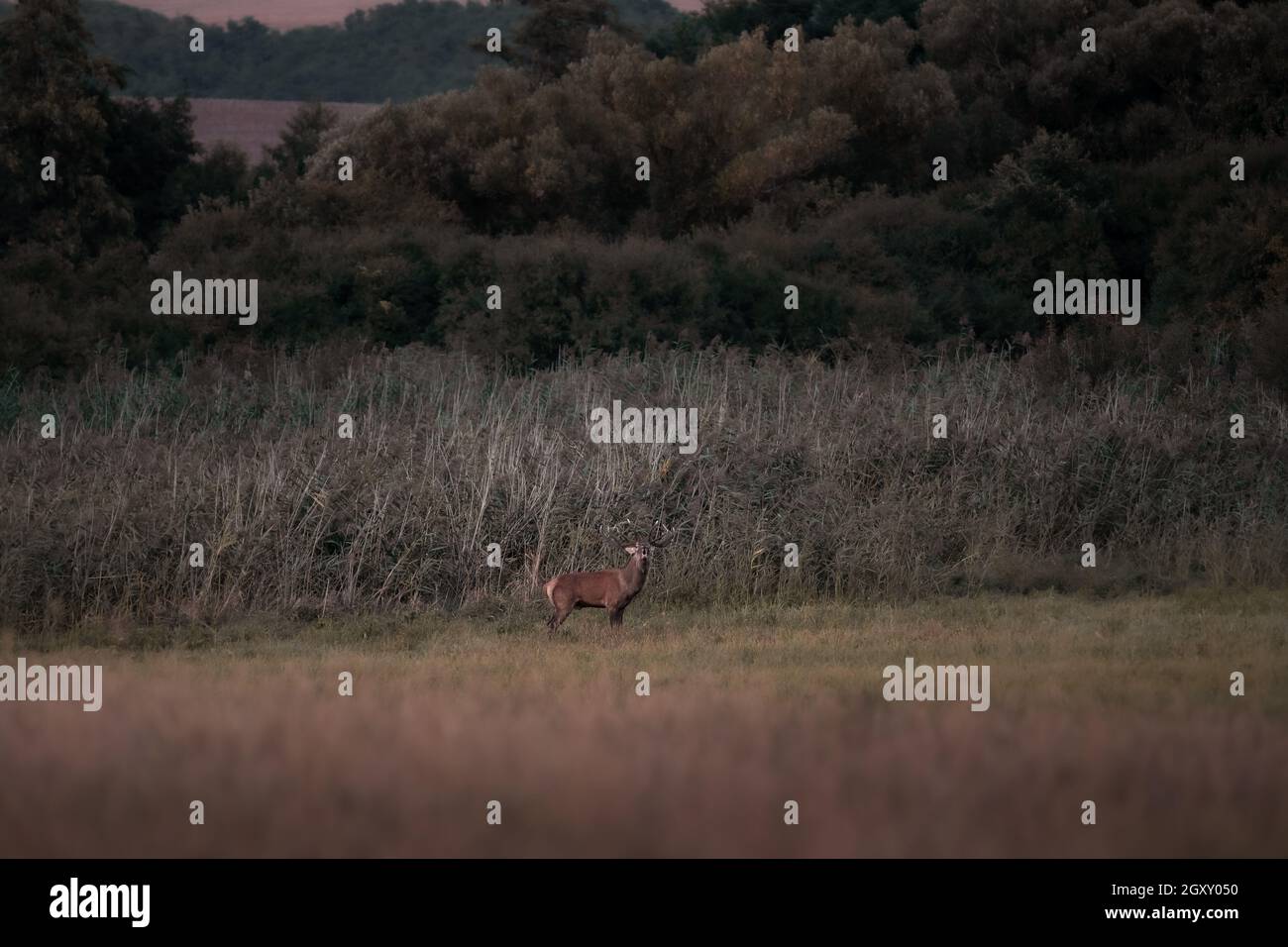 Wild red deer (cervus elaphus) during rut in wild autumn nature, in rut ...