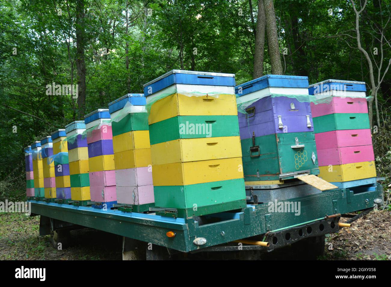 Beehives transporting trailer in the forest Stock Photo - Alamy