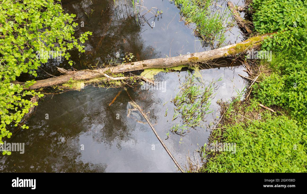 Forest river with dead tree log lying over, Bialowieza Forest, Poland ...
