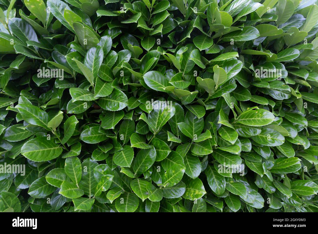 Photinia foliage ornamental hi-res stock photography and images - Alamy