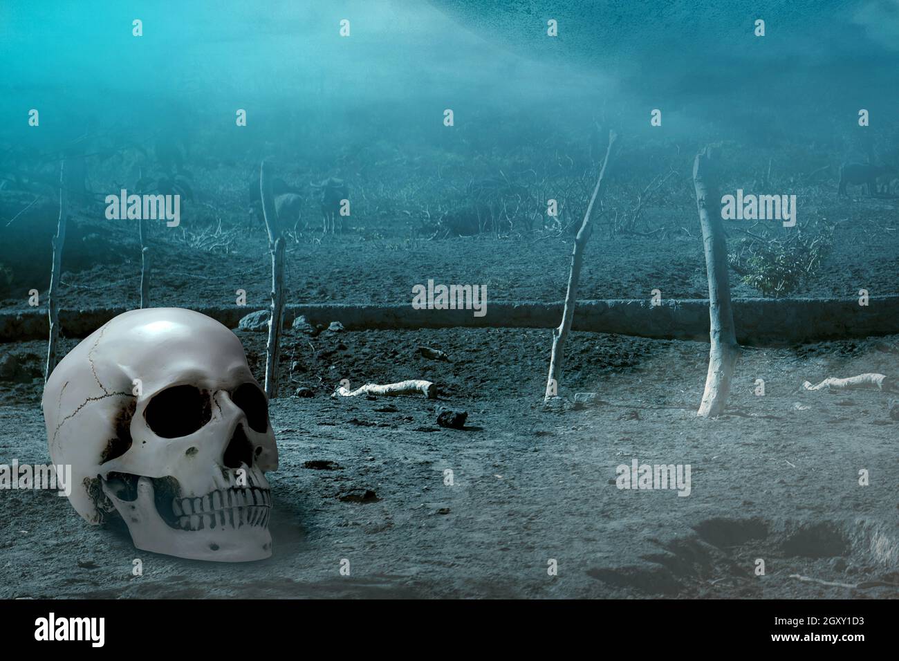 Human skull on the ground with the dramatic scene background Stock ...