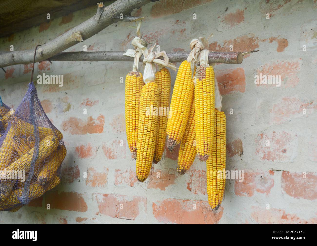 Dry Corn Husks. Drying corn husks on house wall Stock Photo - Alamy