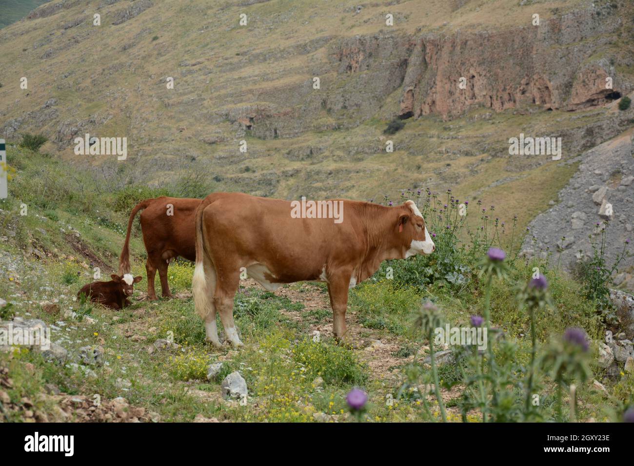 Cattle grazing on the green hills of Galilee under Arbel mount. Arbel ...