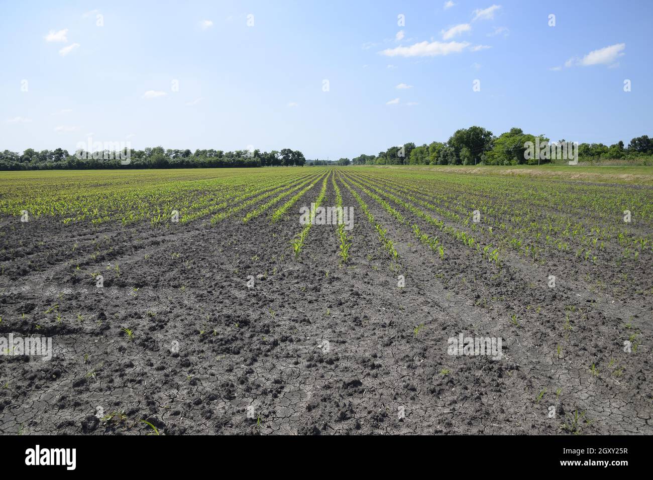Field of corn. Green corn blooms on the field. Period of growth and ...