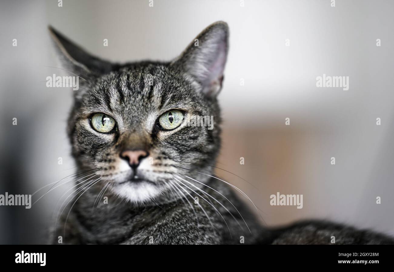 Gray brown tabby cat hi-res stock photography and images - Alamy