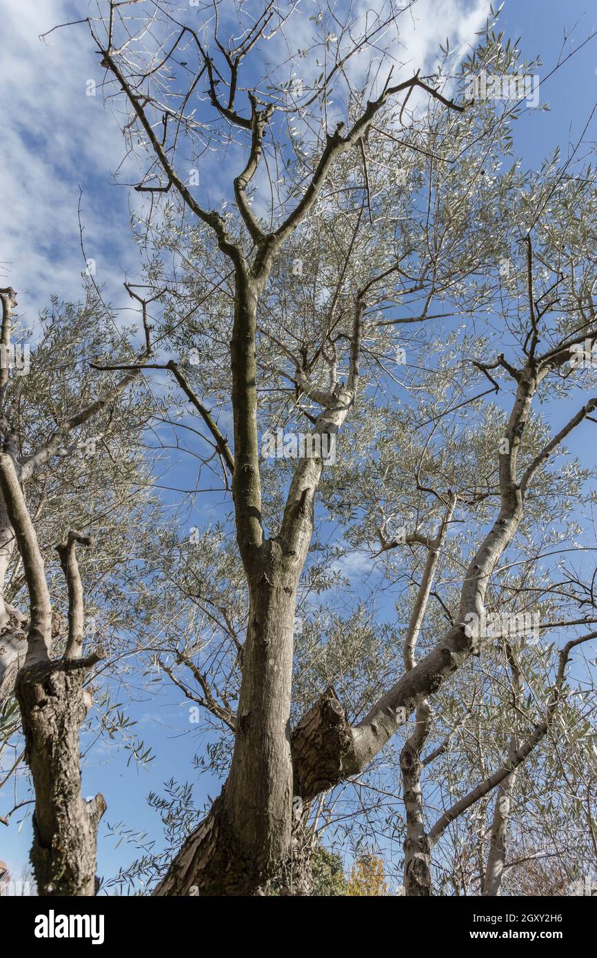 Olive tree. Agricultural tourism in Italy. Bottom view Stock Photo - Alamy