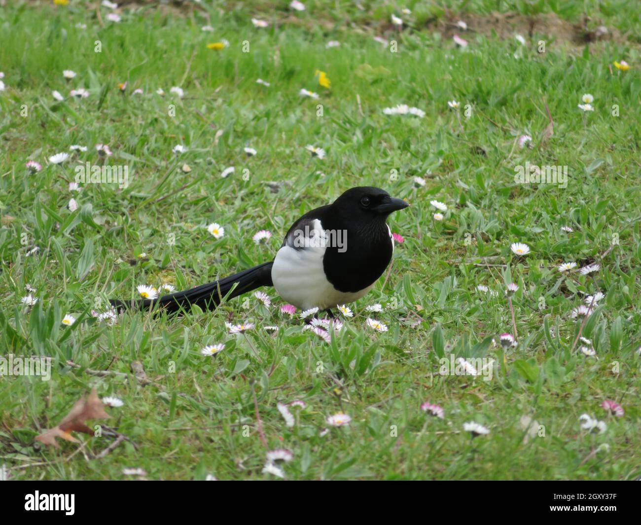 beautiful magpie black white bird flight animal beak Stock Photo - Alamy