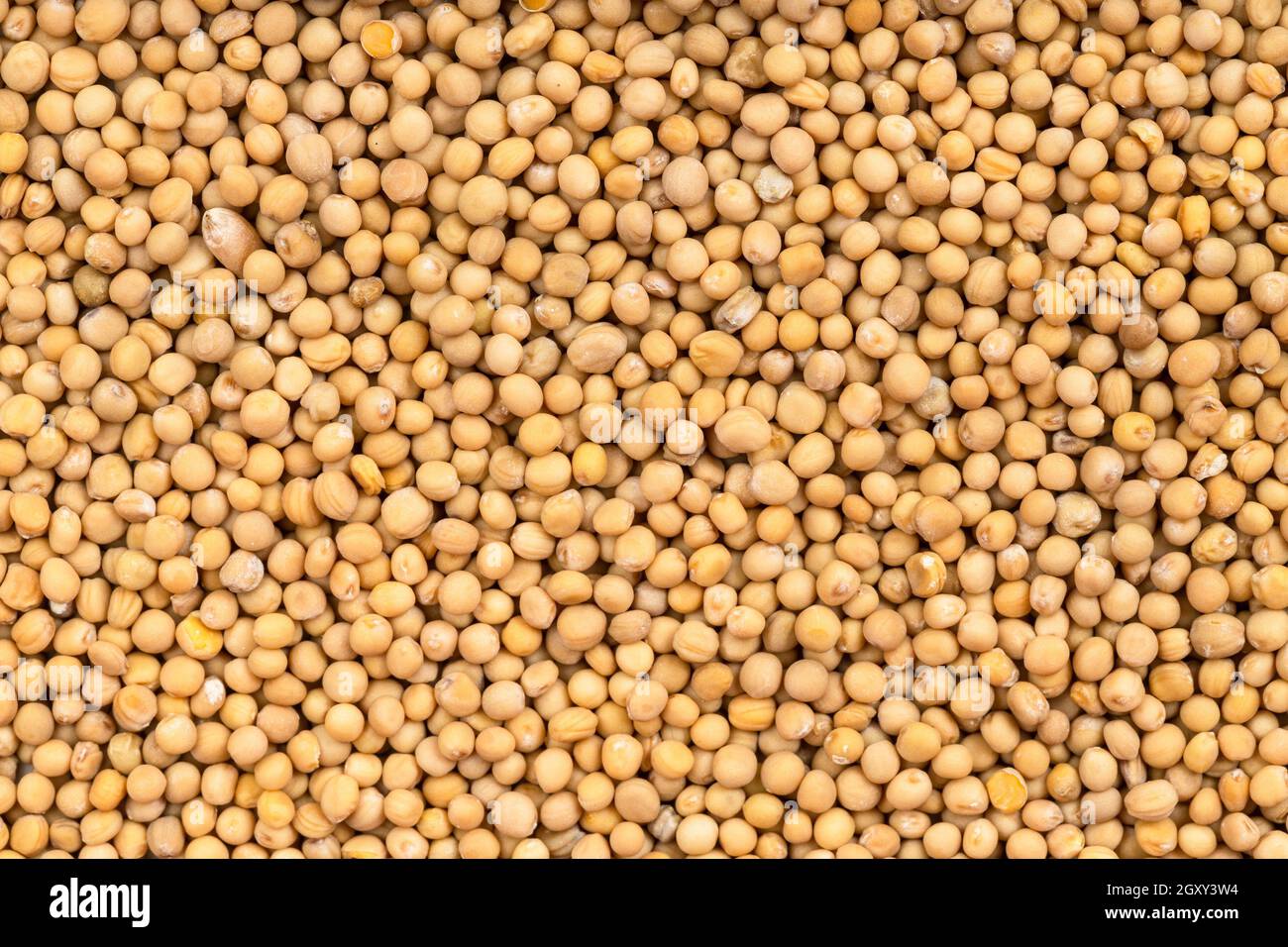 food background - white mustard seeds (sinapis alba) close up Stock ...